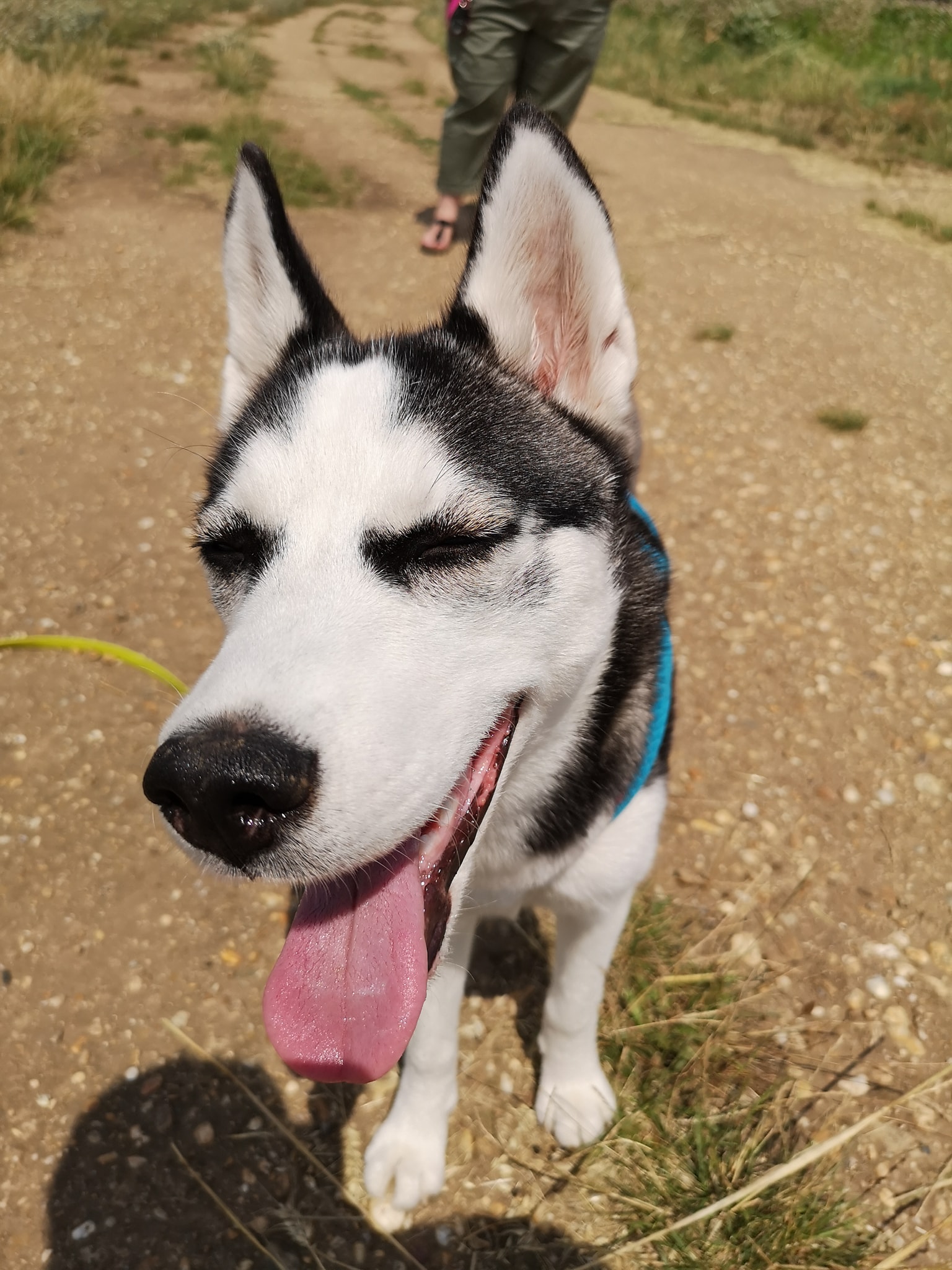 Howlingmadhusky – A Husky howls her way
