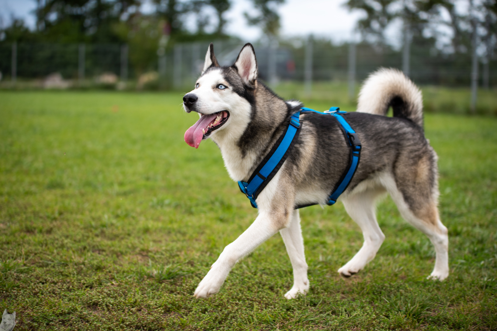 Howlingmadhusky – A Husky howls her way